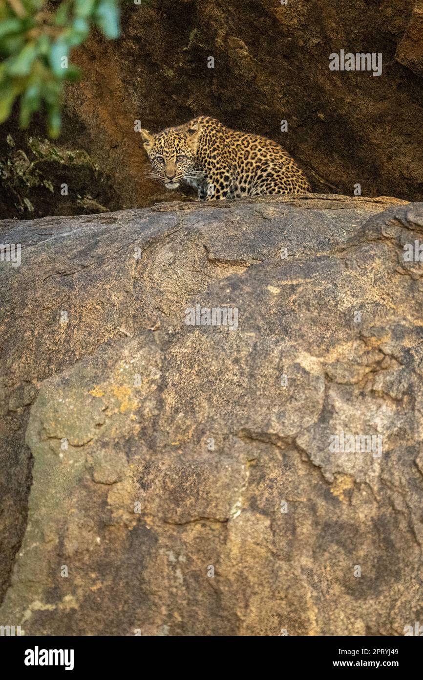 Leopard cub sits crouching on rocky ledge Stock Photo - Alamy