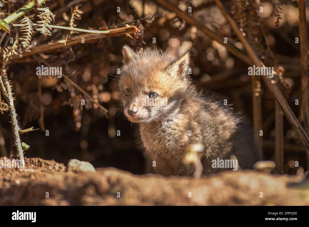 New world red foxes hi-res stock photography and images - Alamy