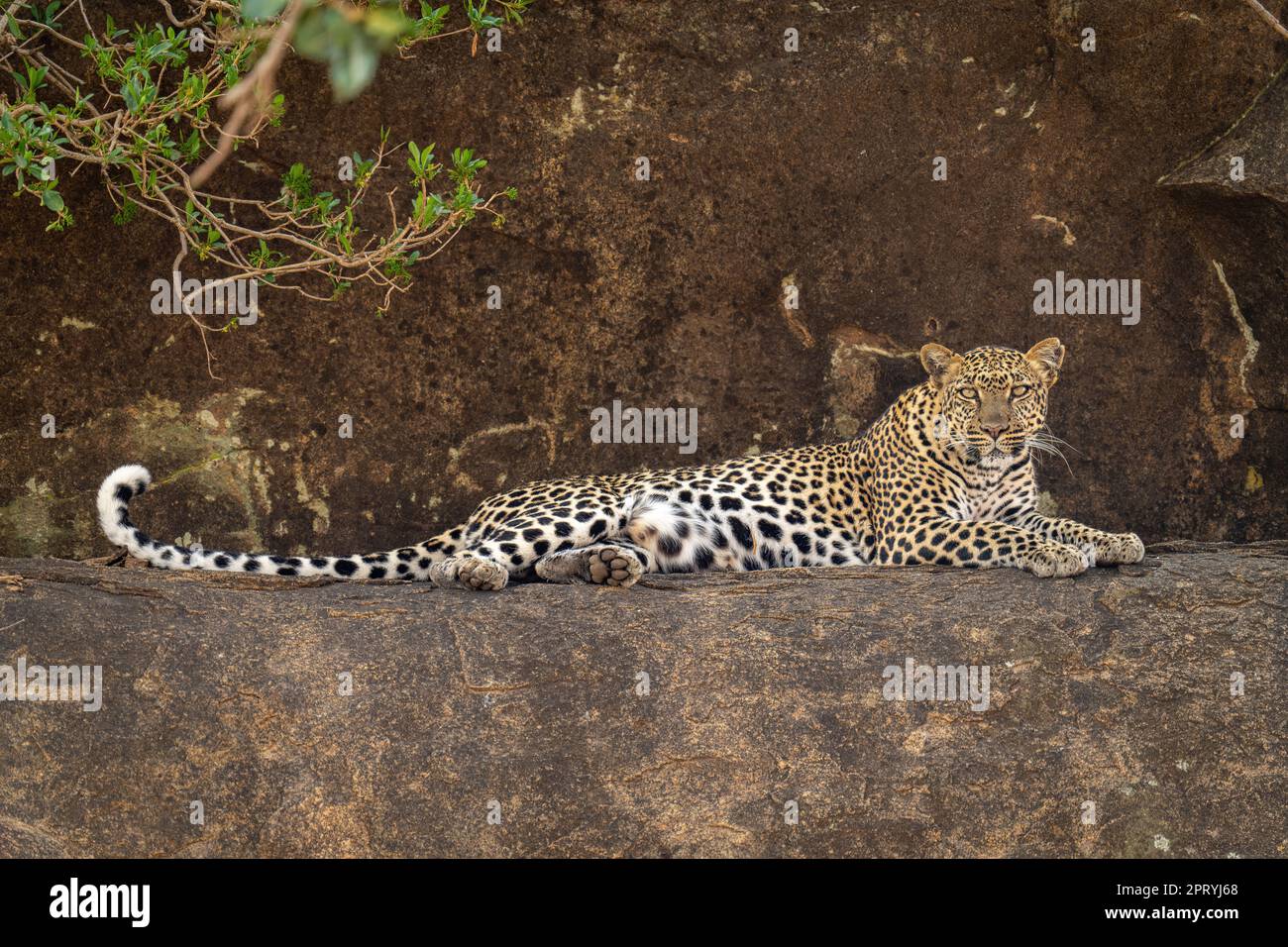 Leopard lies crouching on ledge by bush Stock Photo - Alamy
