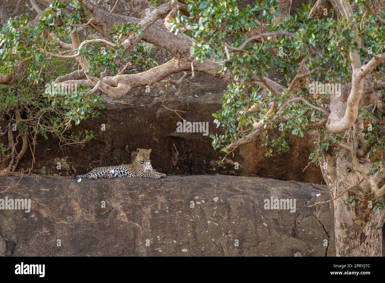 Leopard on branches hi-res stock photography and images - Alamy