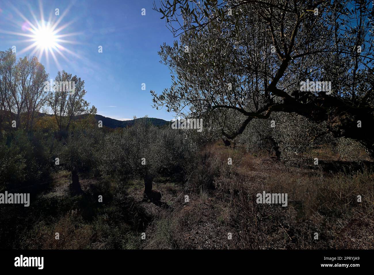 Field of centenary olive trees ready for harvesting. Traditional ...