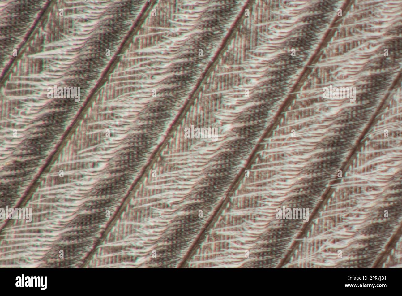 feather of a goose under the microscope Stock Photo - Alamy
