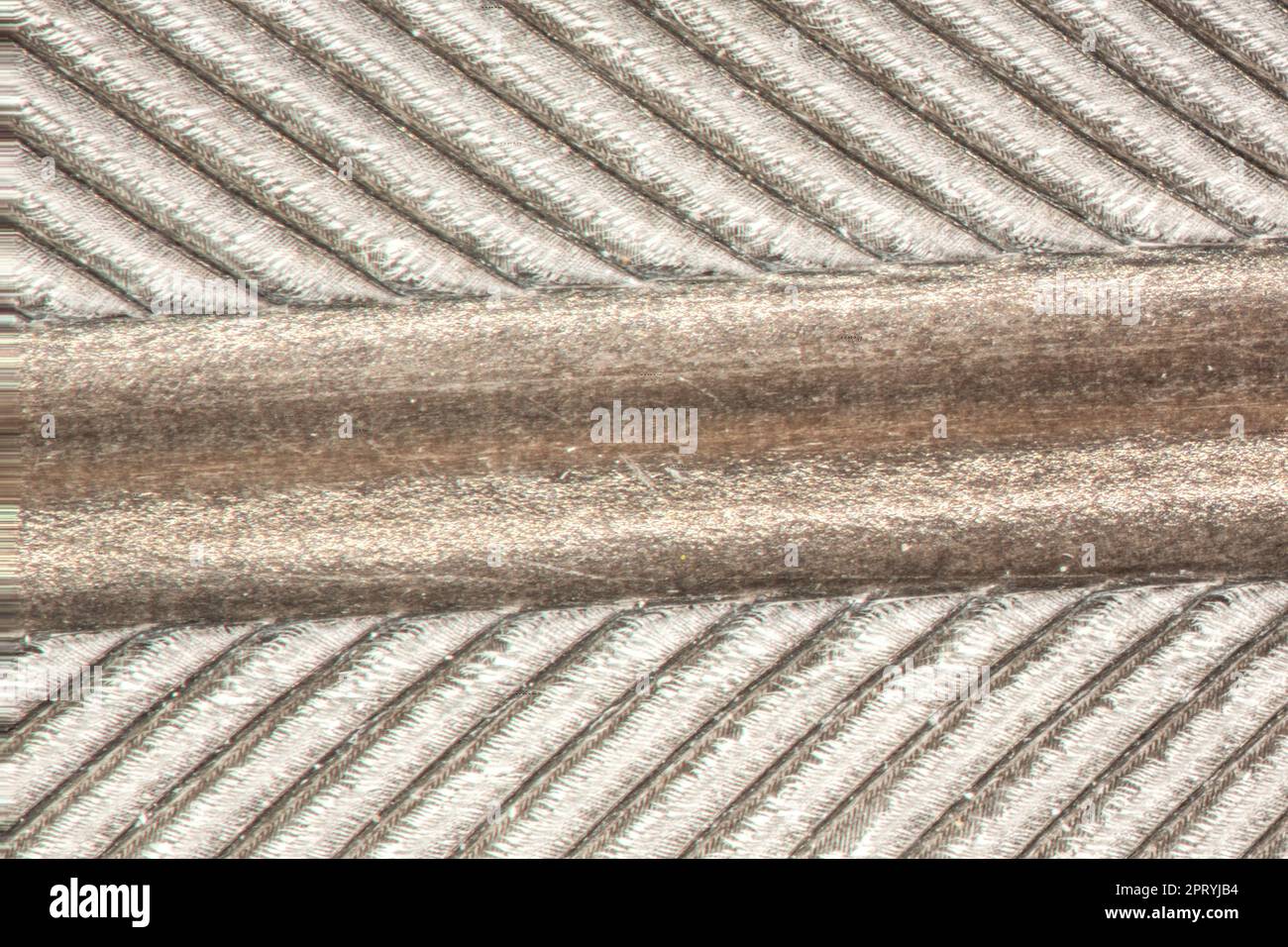 Feather fibers hi-res stock photography and images - Alamy