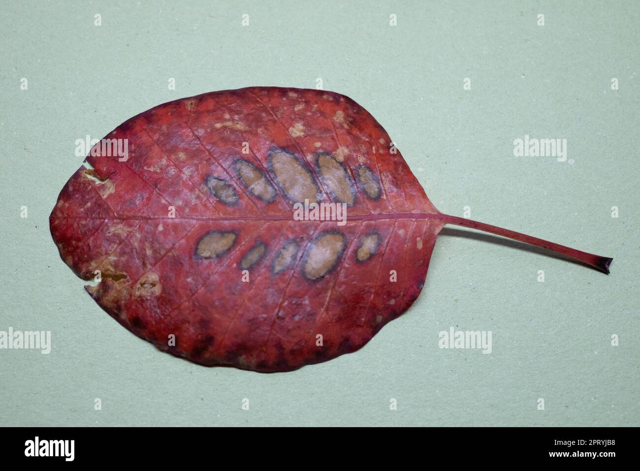 Leaf of a deciduous tree with leaf veins under a magnifying glass Stock ...