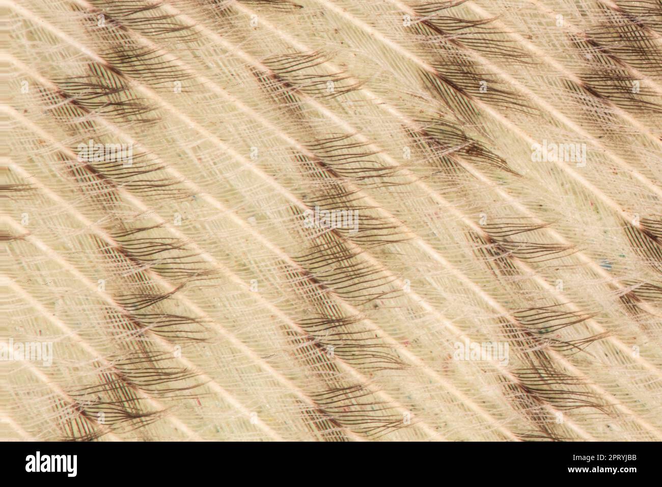 feather of a goose under the microscope Stock Photo - Alamy