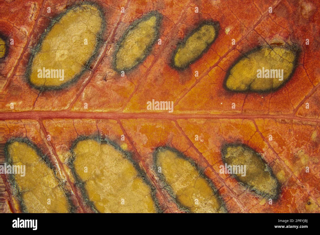 Leaf of a deciduous tree with leaf veins under a magnifying glass Stock ...