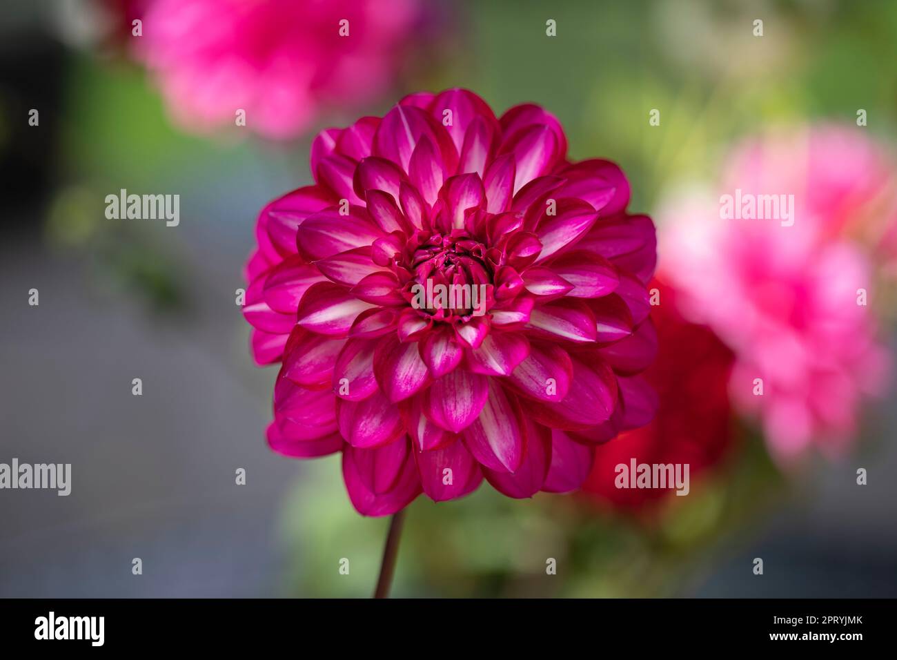 Single dhalia flower in thge garden Stock Photo - Alamy