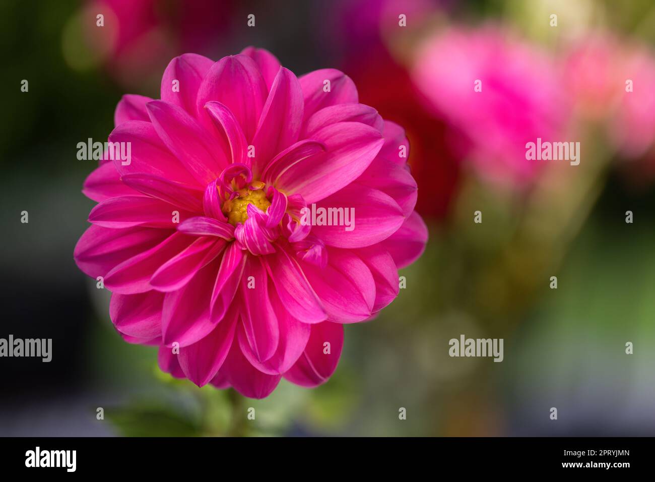 Single dhalia flower in thge garden Stock Photo - Alamy