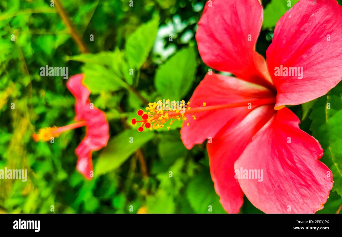 Red beautiful hibiscus flower flowers shrub tree plant in Zicatela ...