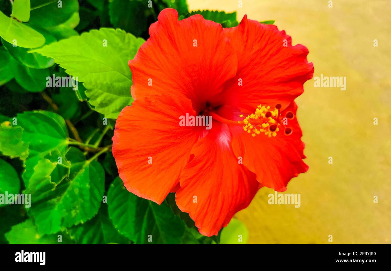 Red beautiful hibiscus flower flowers shrub tree plant in Zicatela ...