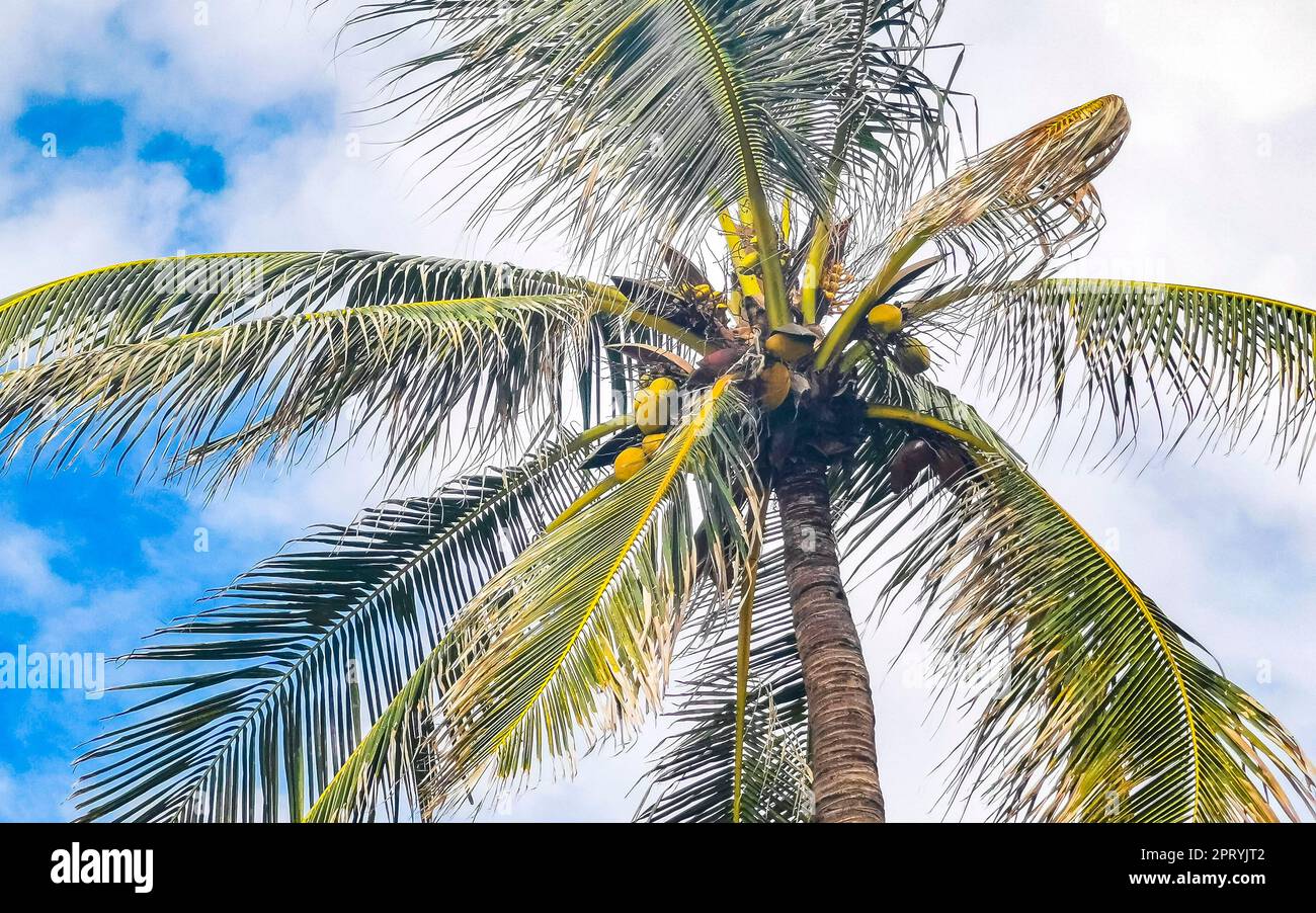 Tropical natural mexican palm tree with coconuts and blue sky ...