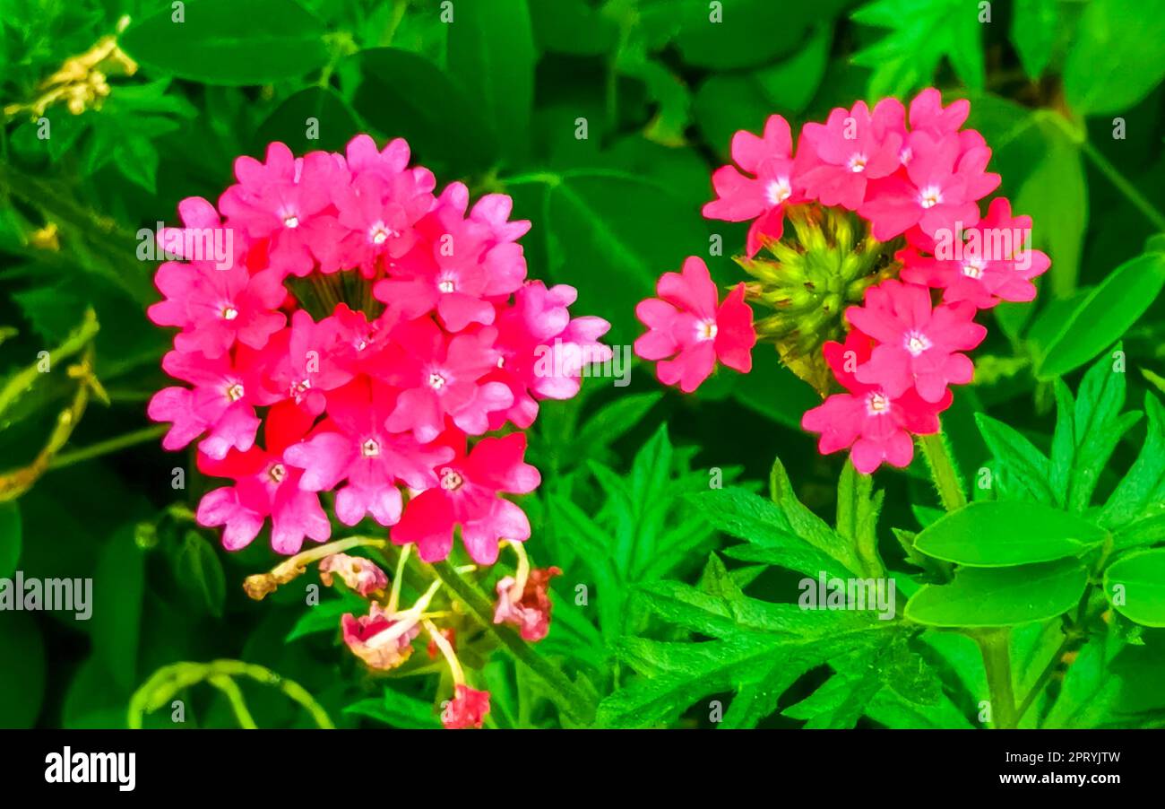 Purple pink and red flower flowers and plants plant in tropical garden ...