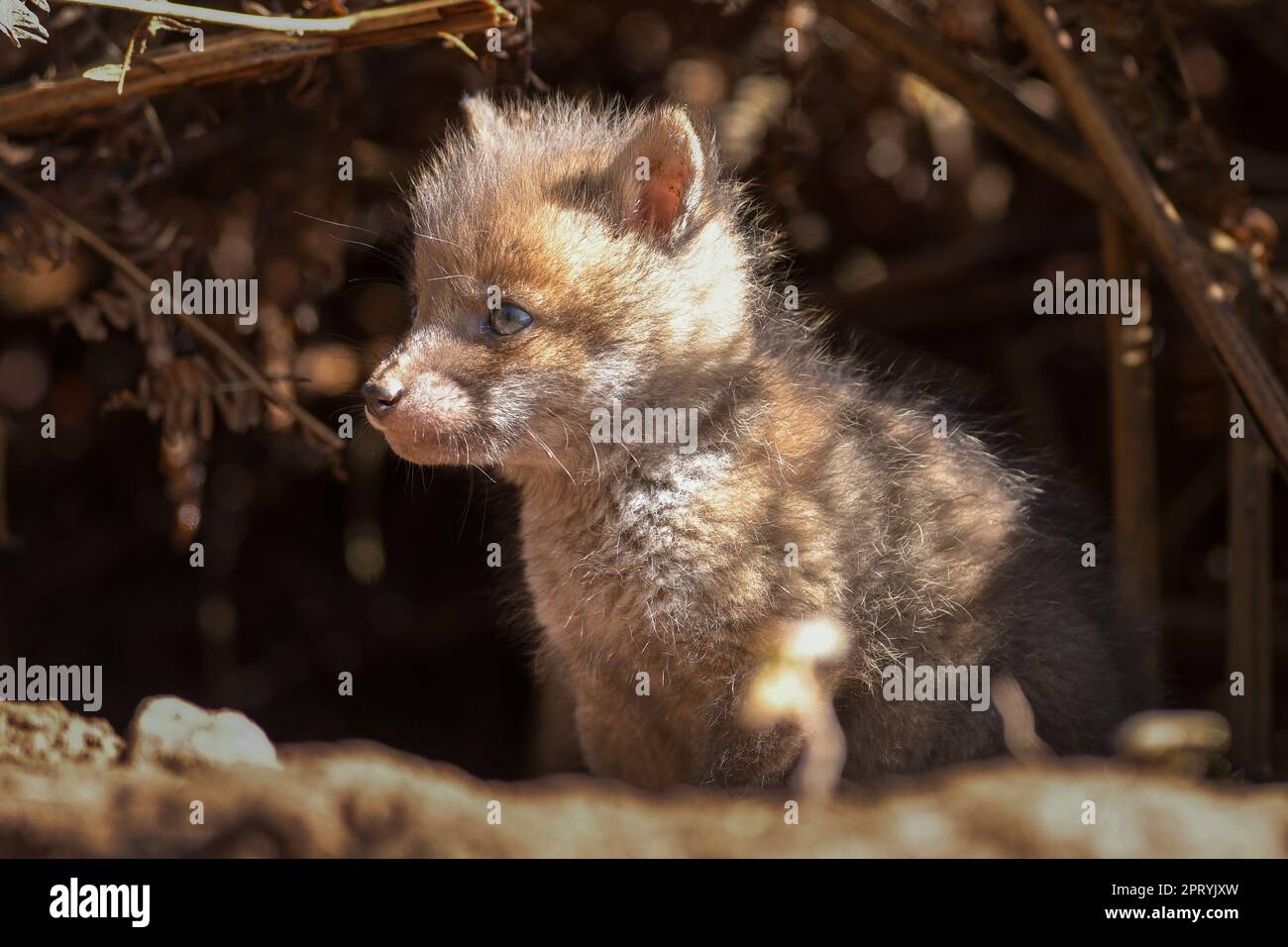 Five week old fox cub hi-res stock photography and images - Alamy