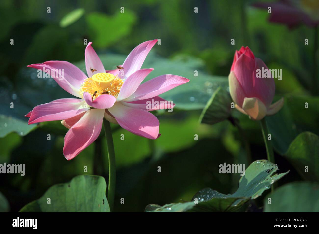 Selective focus lotus flower with pistil and insects flying around on ...