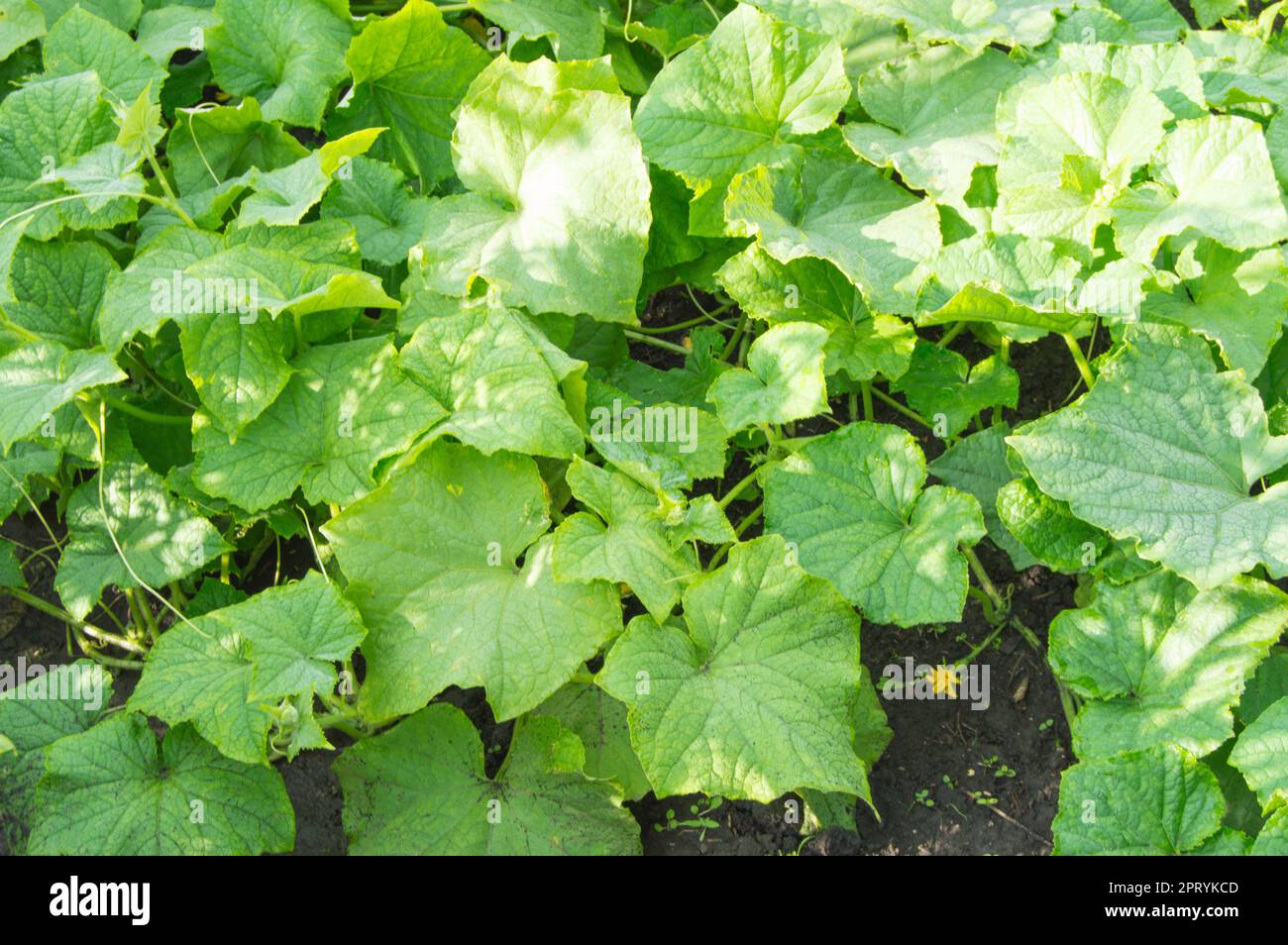Cucumber leaves and young buds of the vegetable garden Stock Photo - Alamy