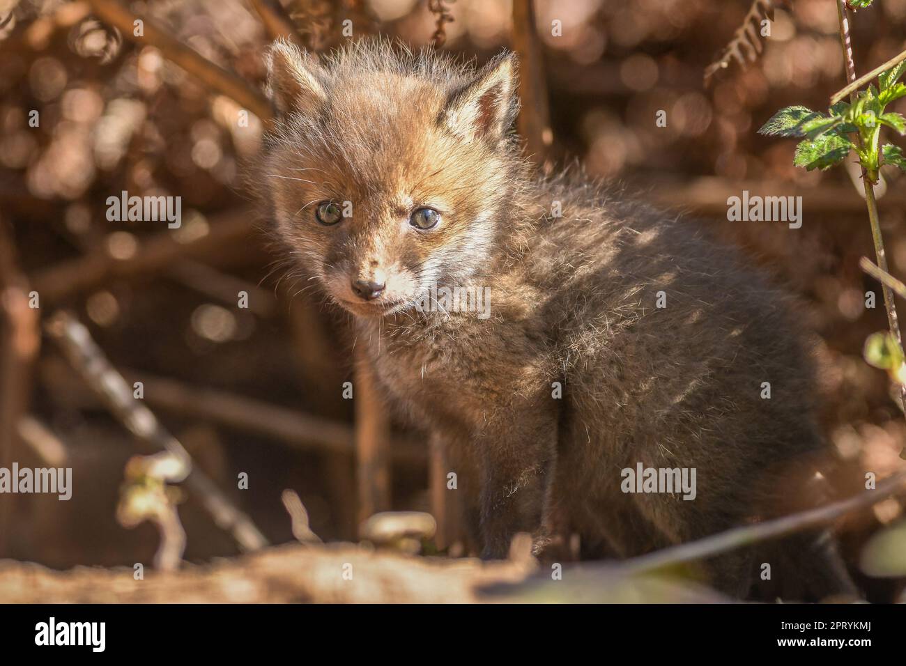 New world red foxes hi-res stock photography and images - Alamy