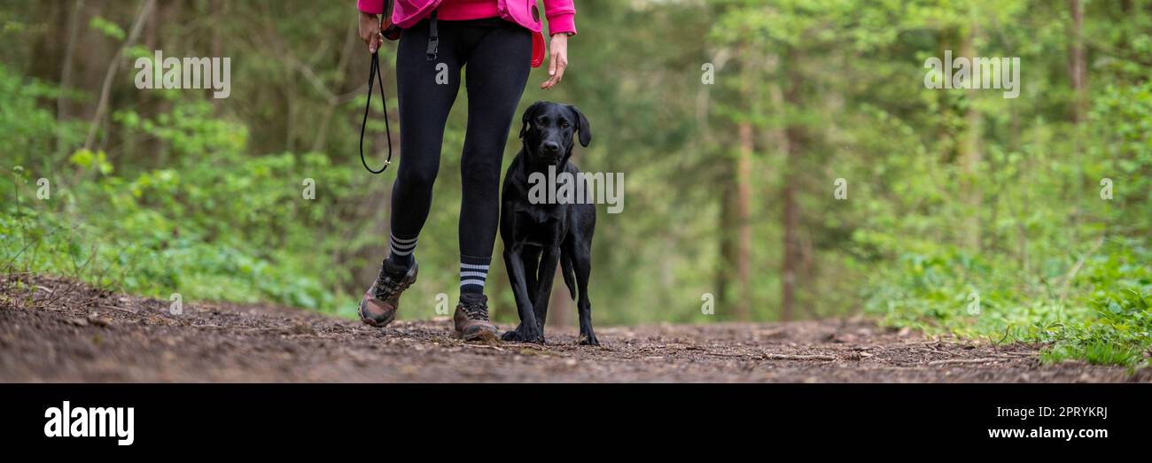 Beautiful purebred black labrador retriever walking in heel position ...