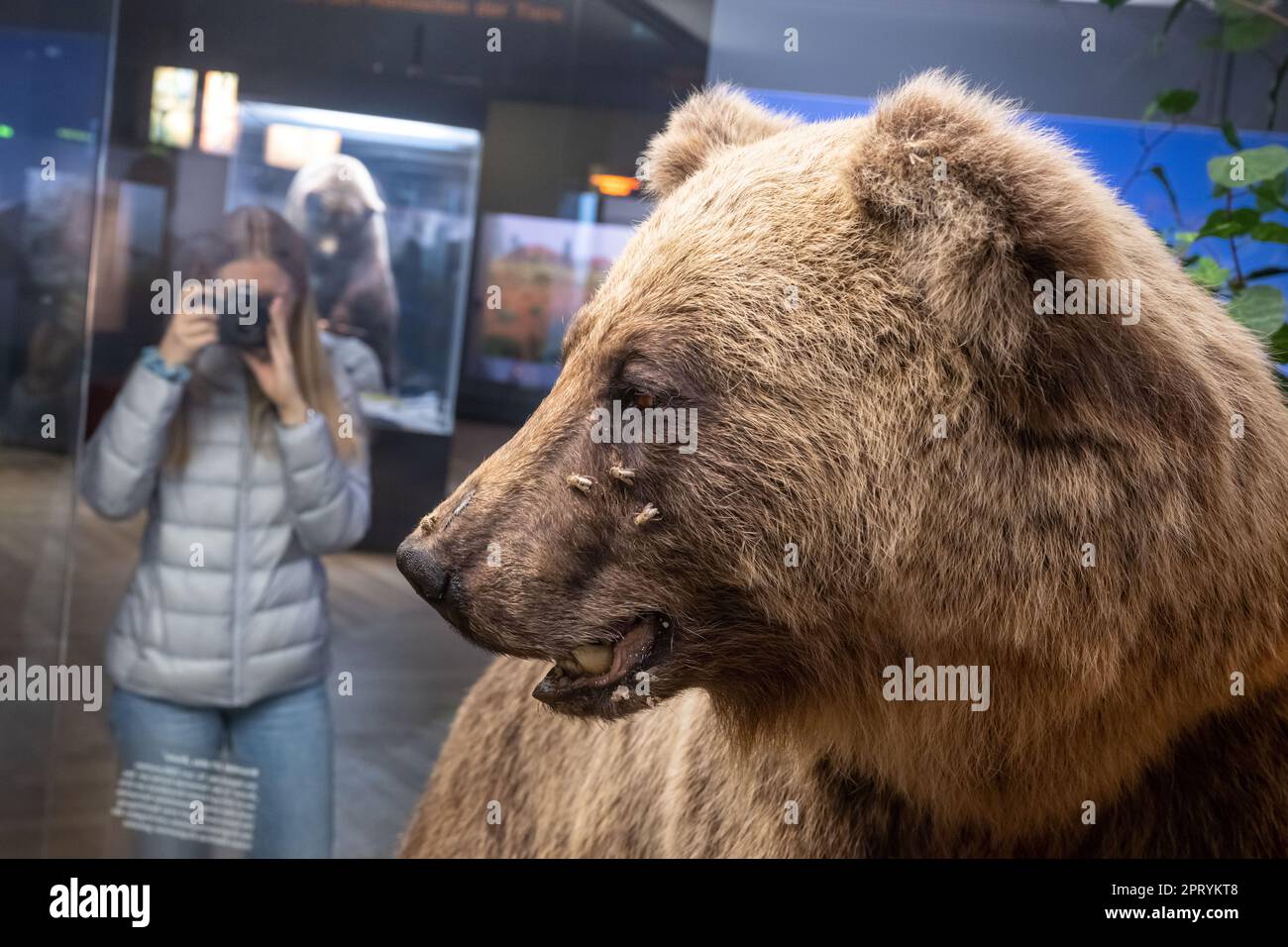 Munich, Germany. 27th Apr, 2023. The stuffed brown bear "Bruno" is on ...