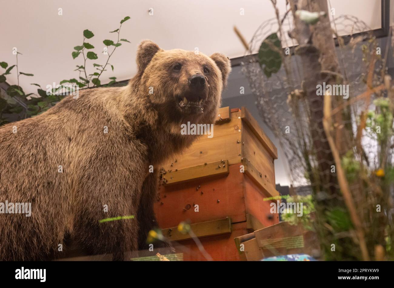 Munich, Germany. 27th Apr, 2023. The stuffed brown bear "Bruno" is on ...