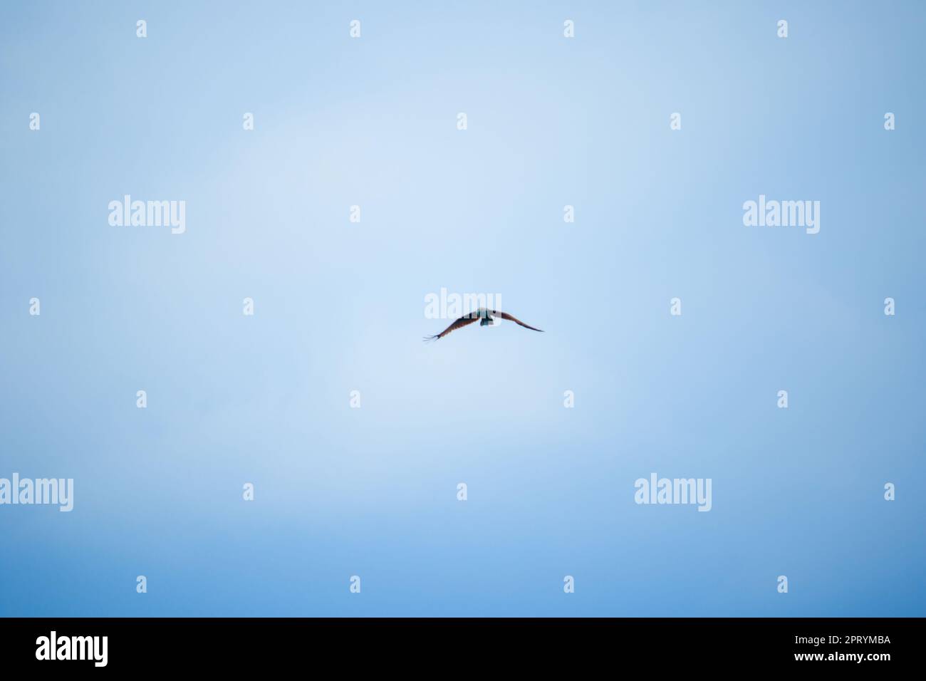 Red backed Sea Eagle flying in the sky Stock Photo - Alamy
