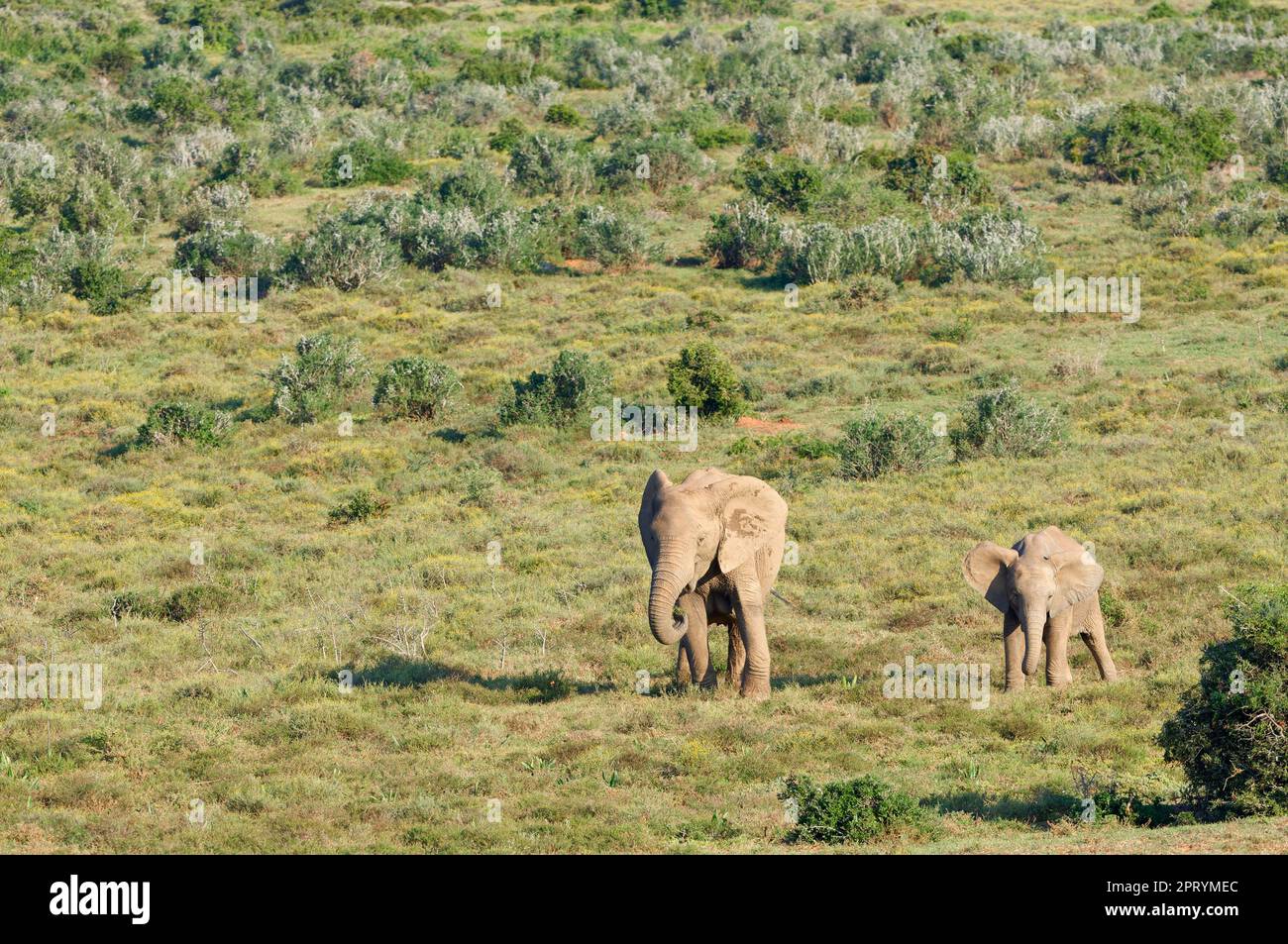 African bush elephants (Loxodonta africana), elephant baby with his ...