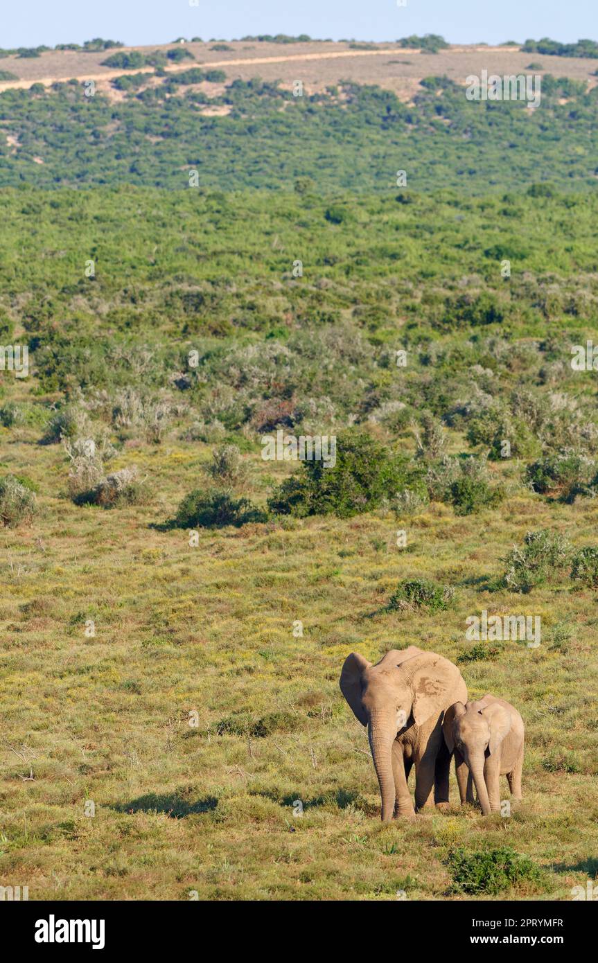African bush elephants (Loxodonta africana), elephant baby with his ...