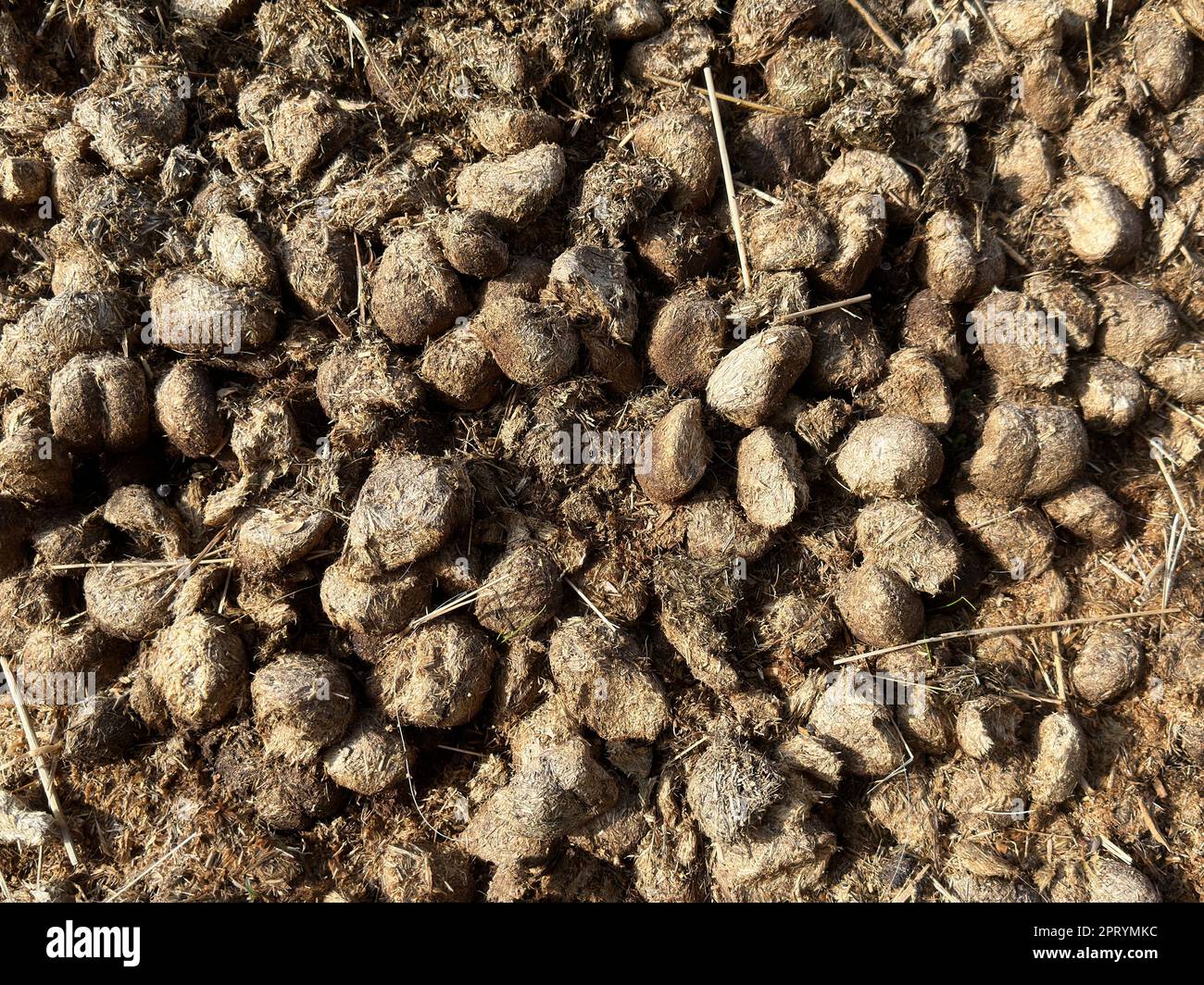 Horse dung heap in a pasture Stock Photo - Alamy