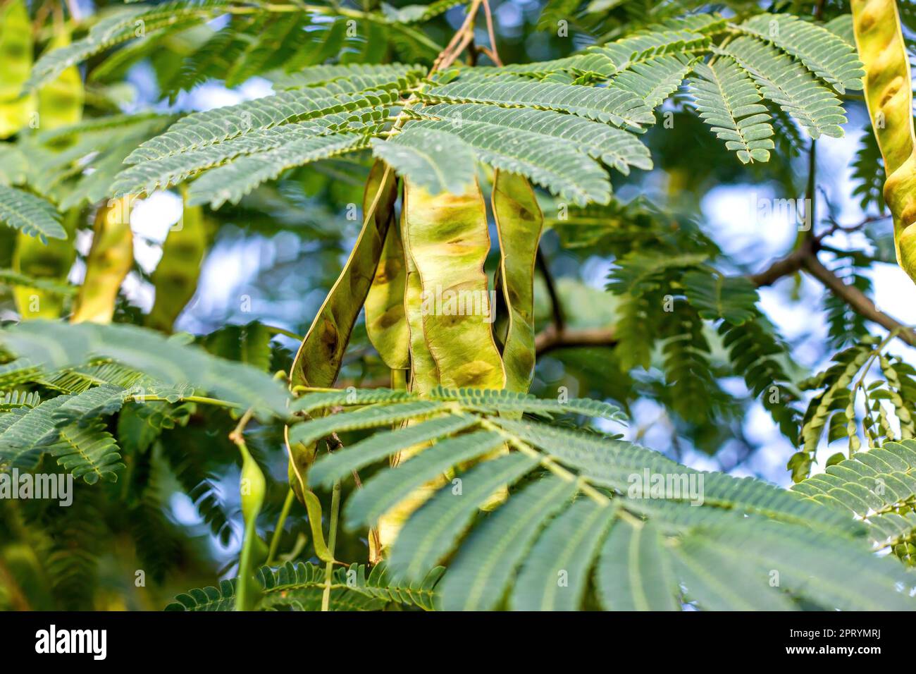 Bright green leaves and seed pods of Honey Locust (Gleditsia ...