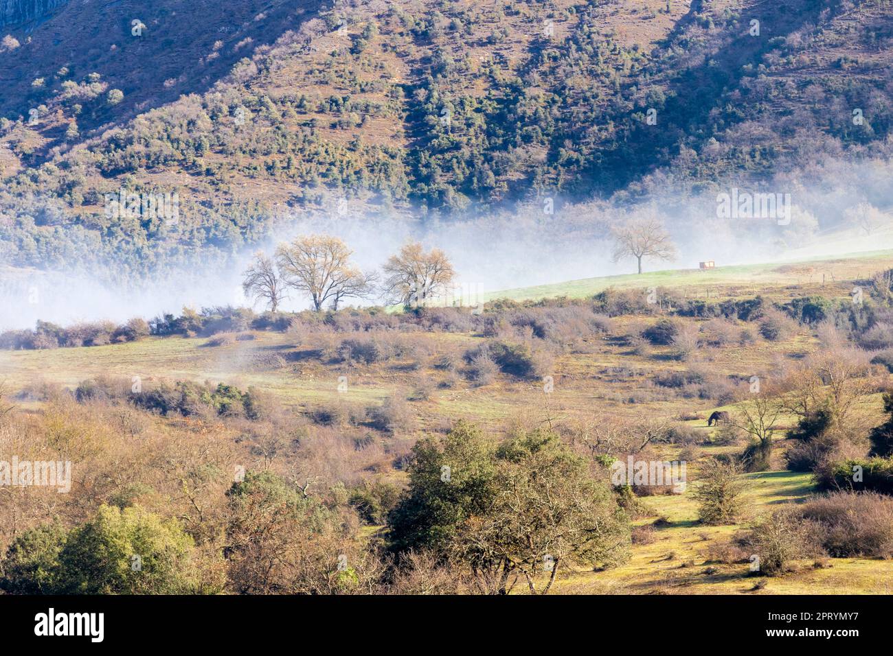 Misty Magic: Exploring Enigmatic Basque Forests in Fog Stock Photo - Alamy