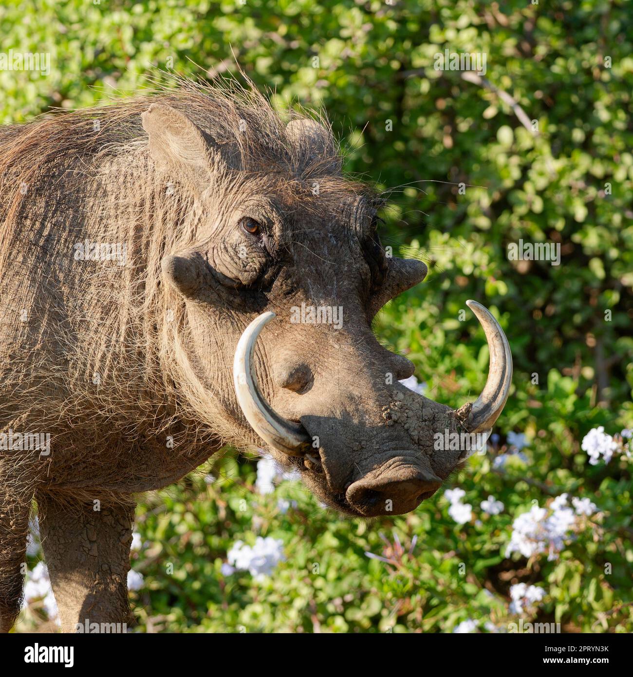 Common warthog (Phacochoerus africanus), adult with dry mud on snout ...