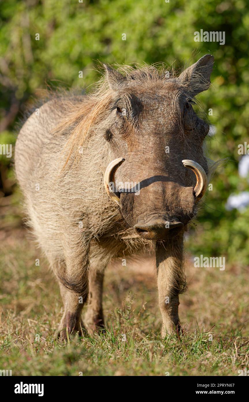 Common warthog (Phacochoerus africanus), adult in grassland facing ...