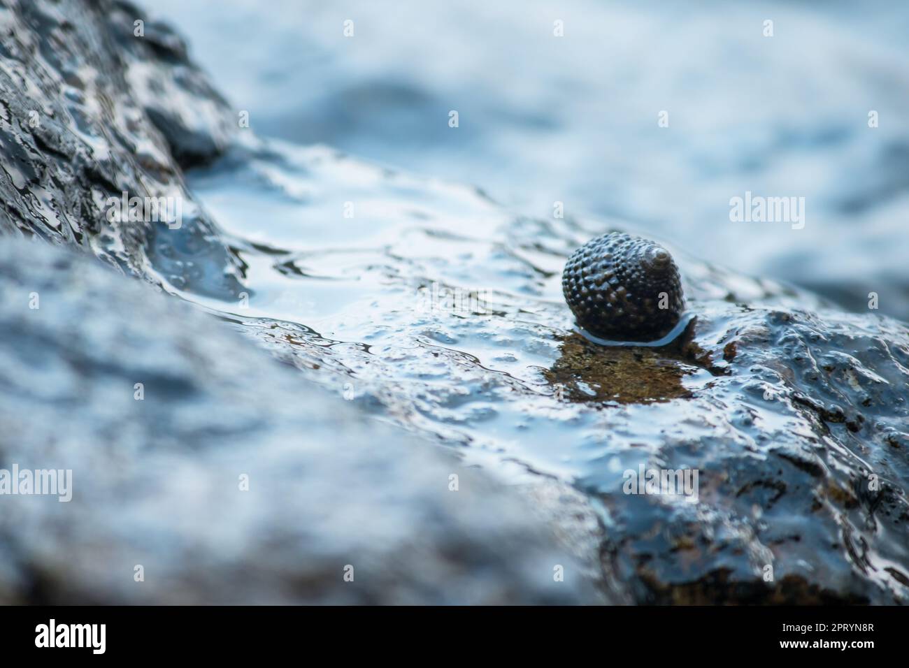 Shellfish and marine life on the rocks hi-res stock photography and ...