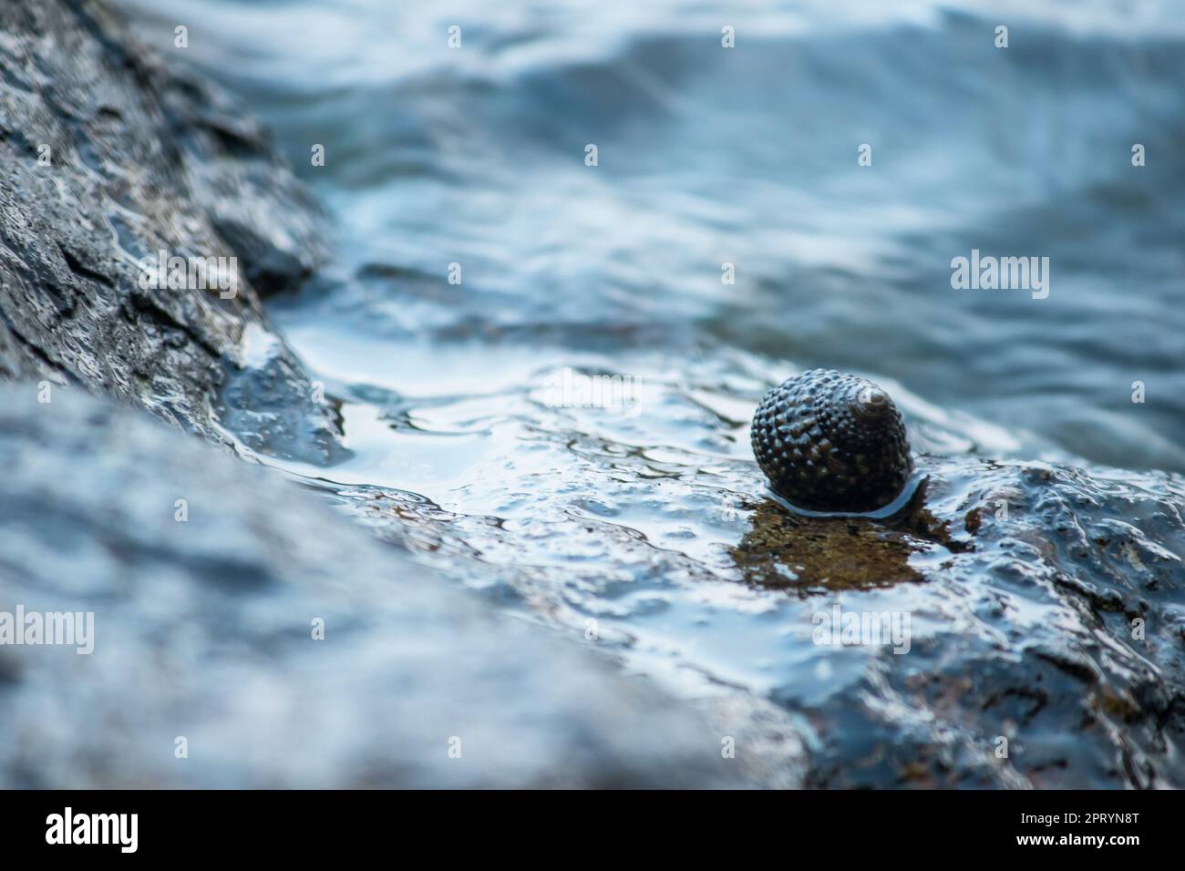 Shells on the rocks in the sea Stock Photo - Alamy