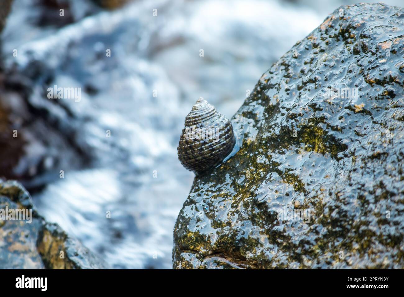 Shells on the rocks in the sea Stock Photo - Alamy
