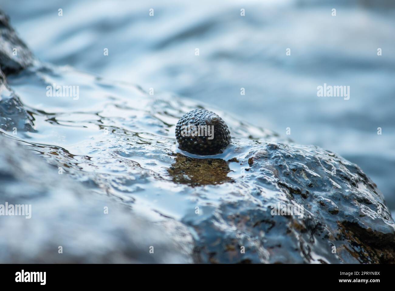 Shells on the rocks in the sea Stock Photo - Alamy