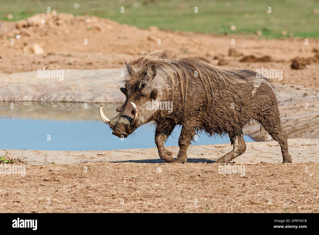 Common warthog (Phacochoerus africanus), adult male covered in wet mud ...
