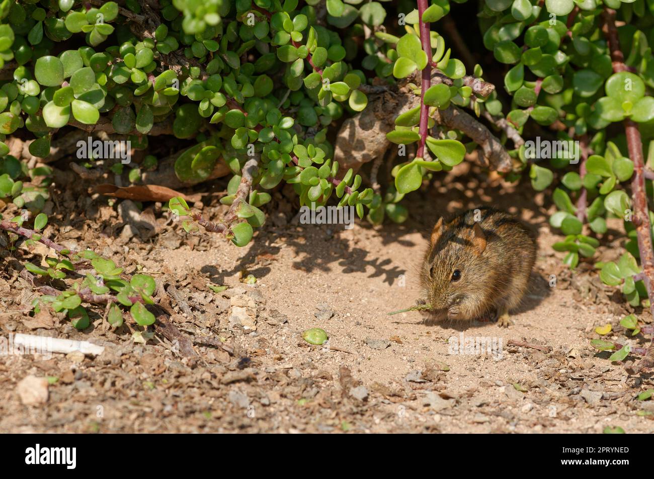 Snack plant hi-res stock photography and images - Alamy