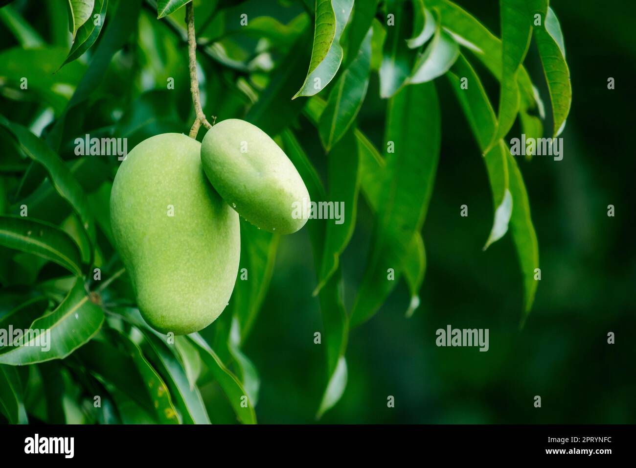 Tropical plantation mango trees mangoes hi-res stock photography and ...