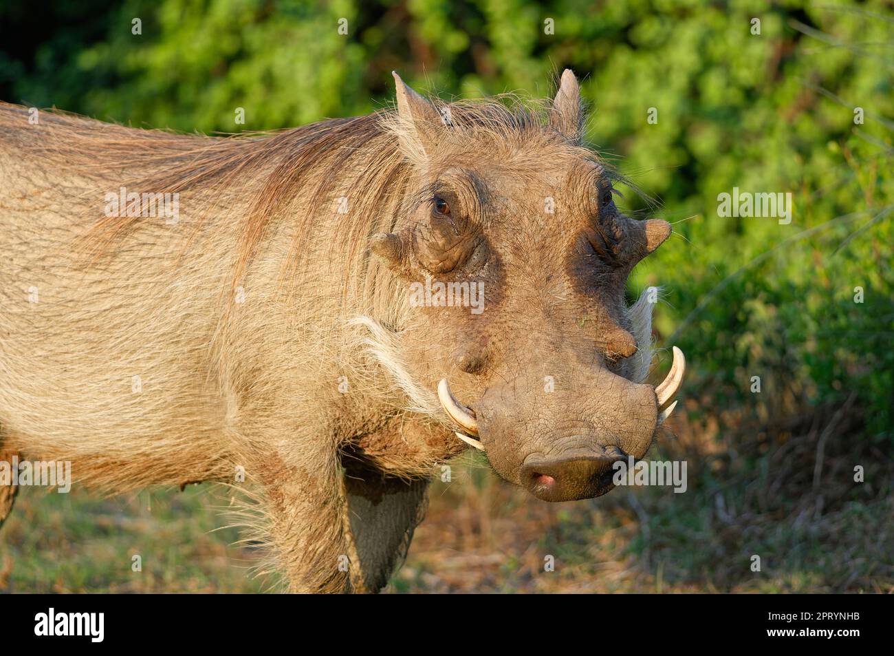 Common warthog (Phacochoerus africanus), adult animal facing camera ...
