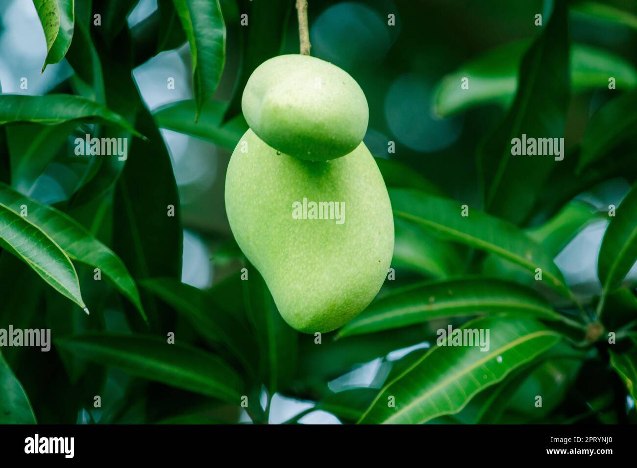 Mango on the tree Is a fruit with both sweet and sour taste Stock Photo ...