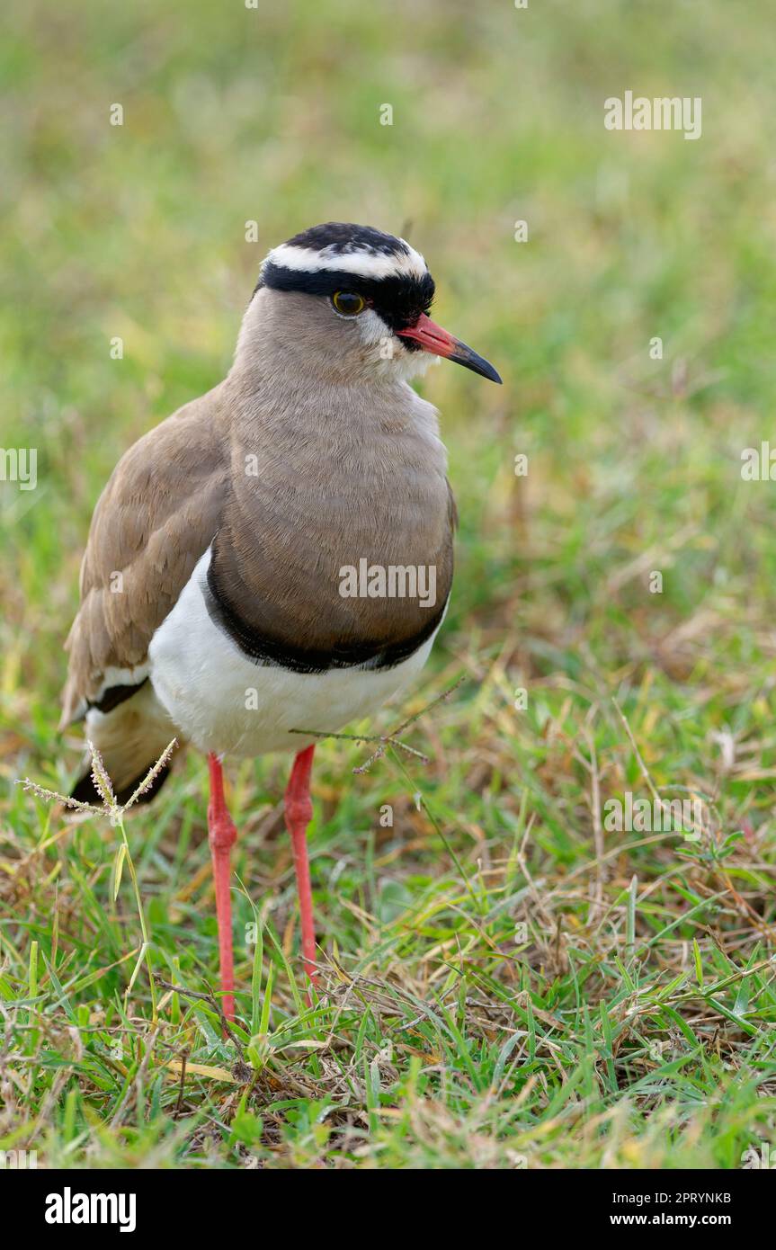 Crowned Lapwing (Vanellus coronatus), adult bird resting on the ground ...