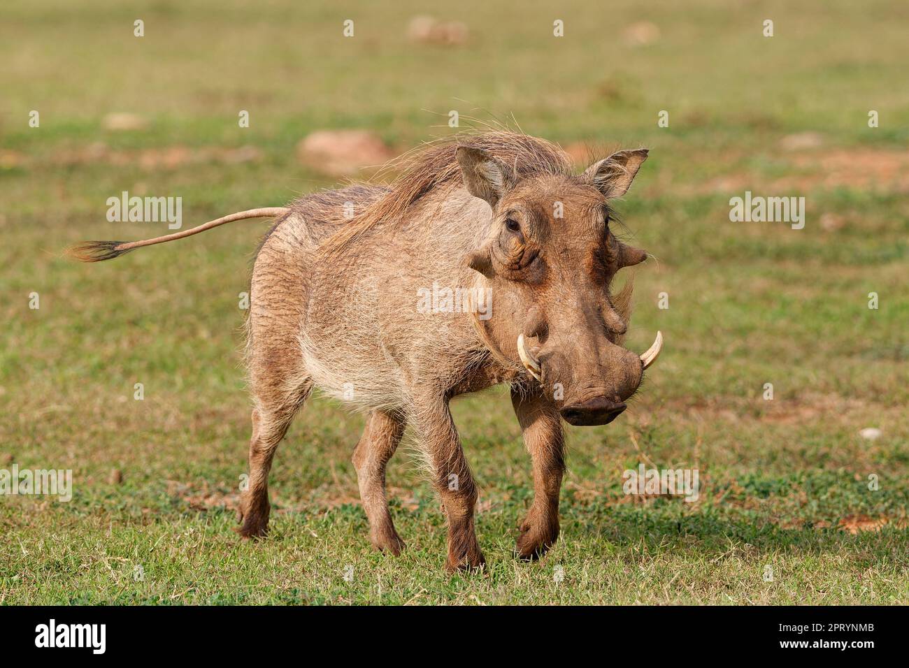 Common warthog (Phacochoerus africanus), adult animal, walking in the ...