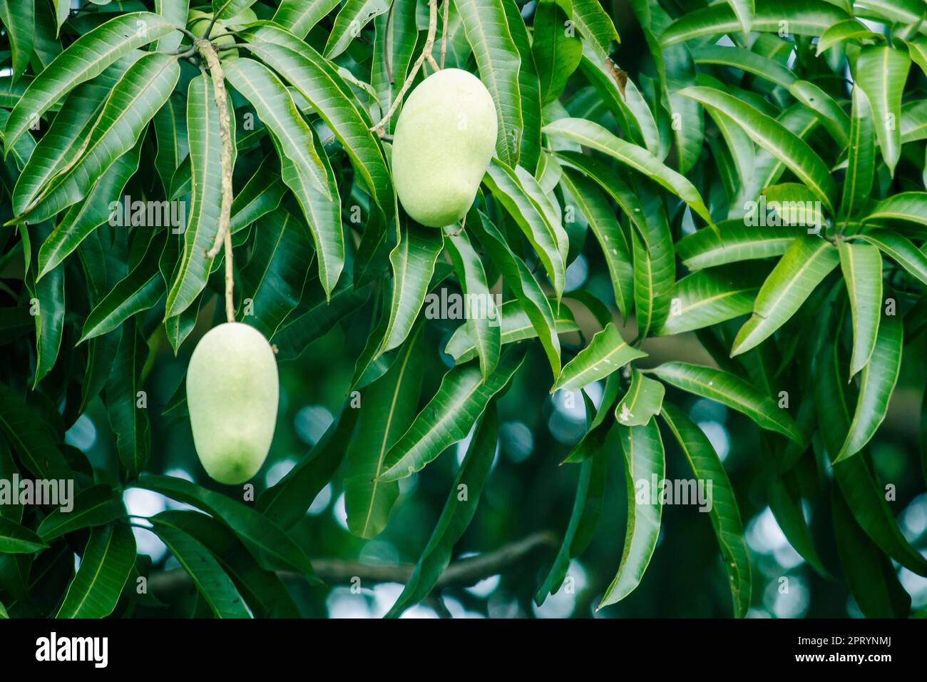 Mango on the tree Is a fruit with both sweet and sour taste Stock Photo ...