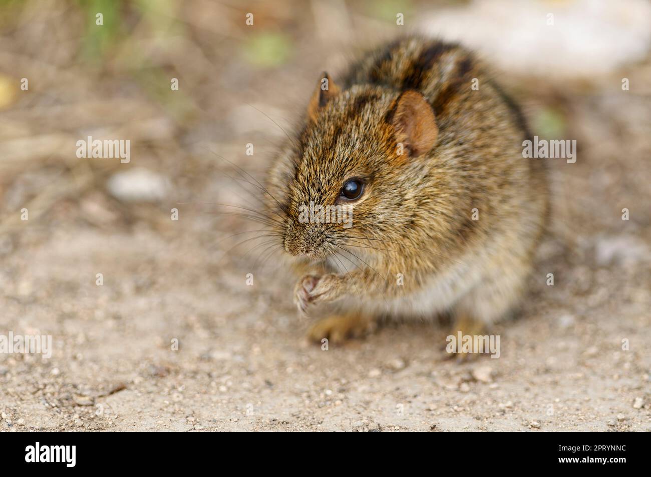 Four-striped grass mouse (Rhabdomys pumilio), adult, standing on two ...
