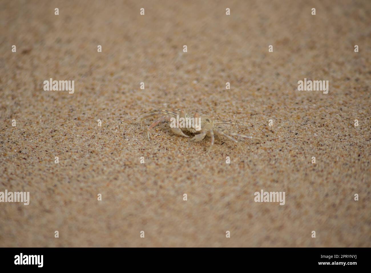 A small crab on the sand Stock Photo - Alamy