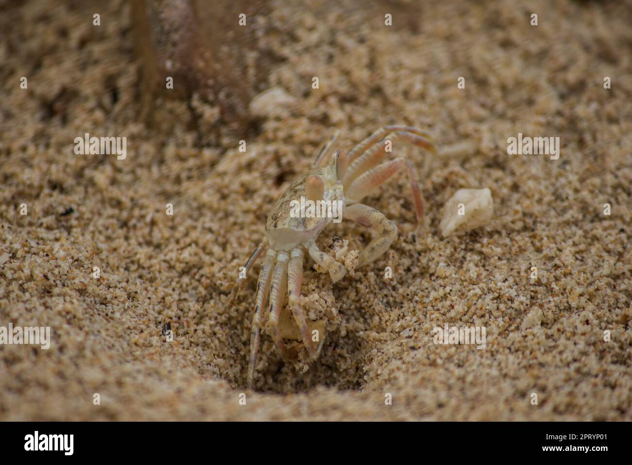 A small crab on the sand Stock Photo - Alamy