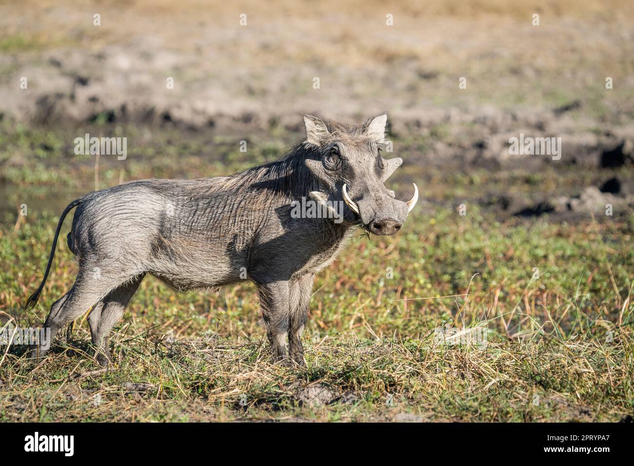 Warthog (Phacochoerus africanus), side view of animal looking into ...