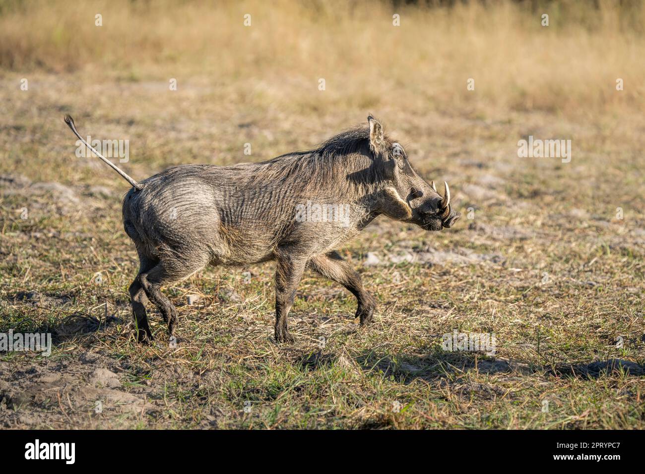 Warthog (Phacochoerus africanus), side view of animal walking to the ...