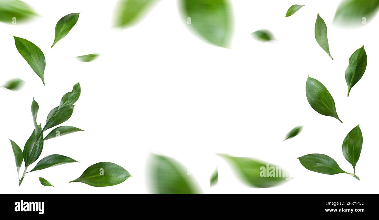 Green leaves vortex flat lay background Stock Photo - Alamy