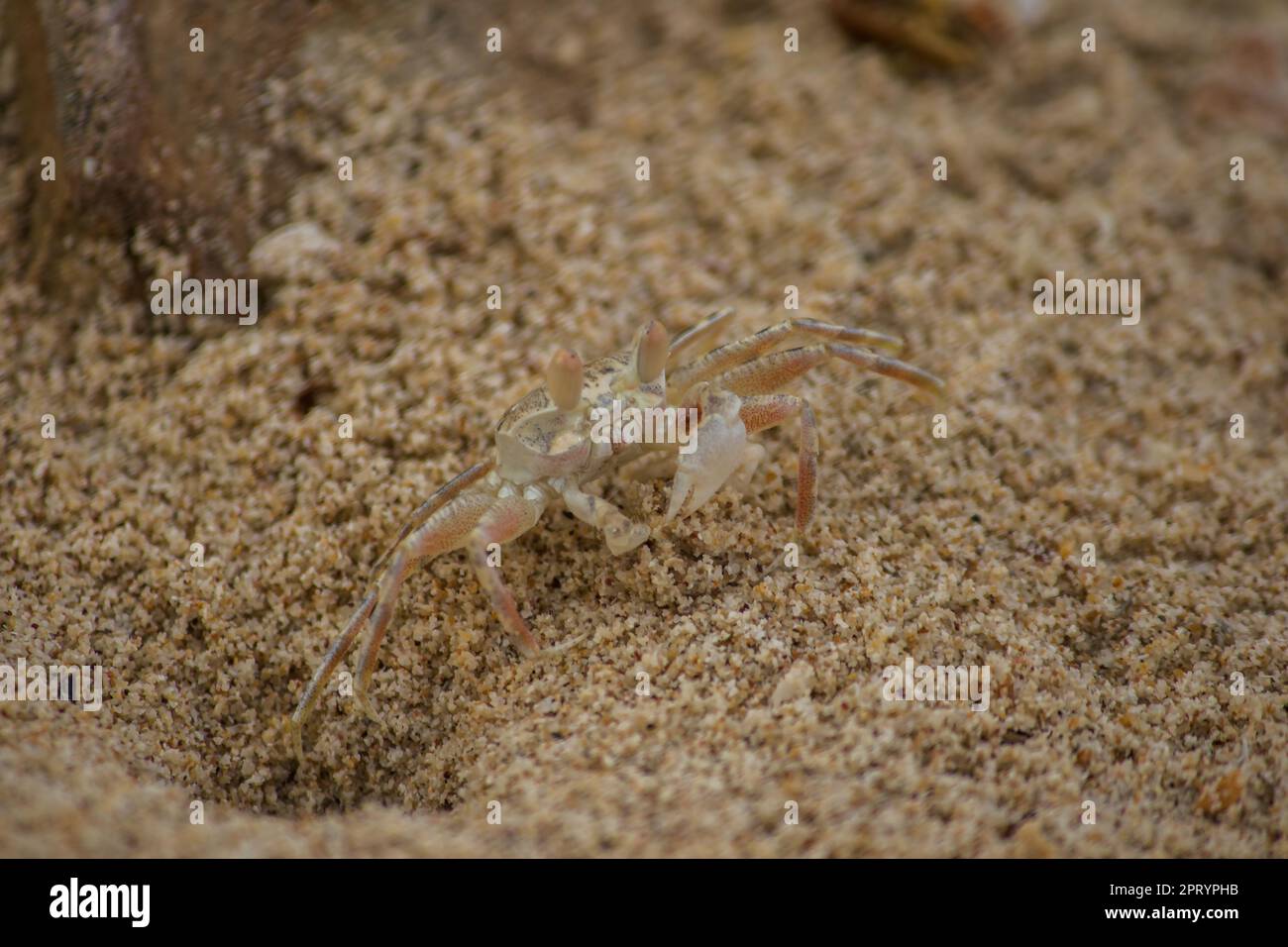 Ghost crab eye claw hi-res stock photography and images - Alamy